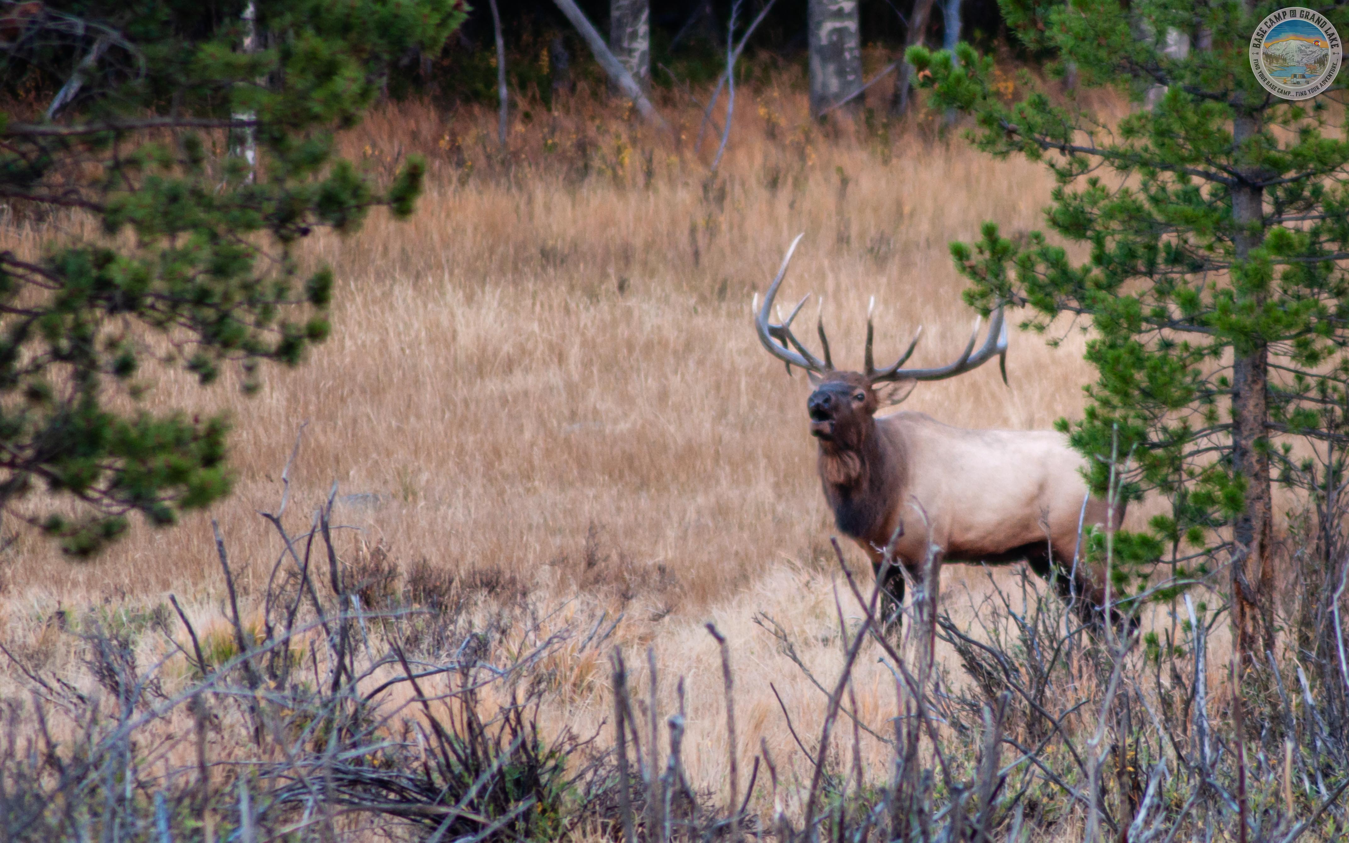 POTW: The Bugling Bull Elk - Paddle & Trails