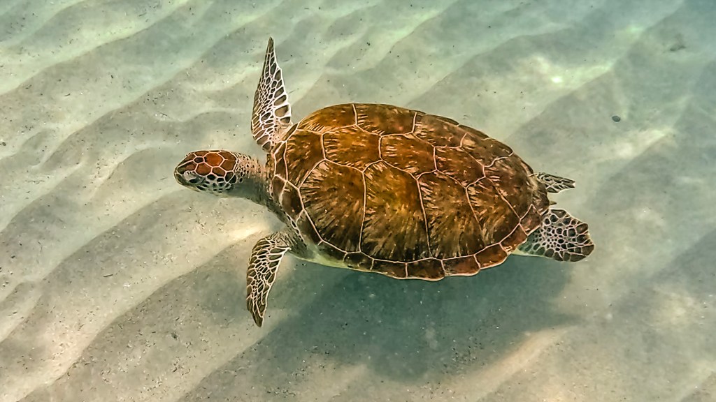 POTW: Green Sea Turtle - Paddle & Trails